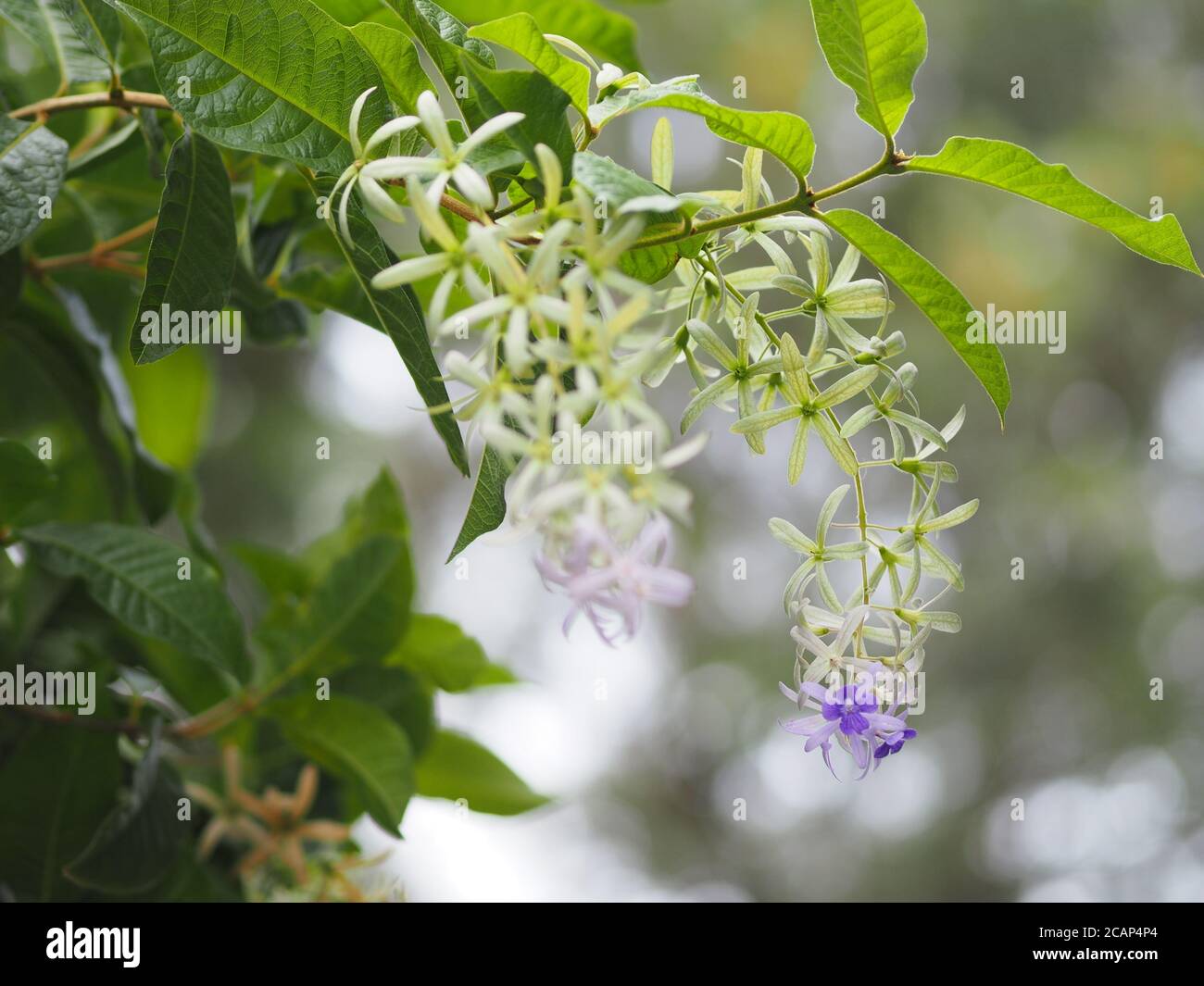Violet flower Sandpaper Vine Purple Wreath bunch purple bouquet of five ...