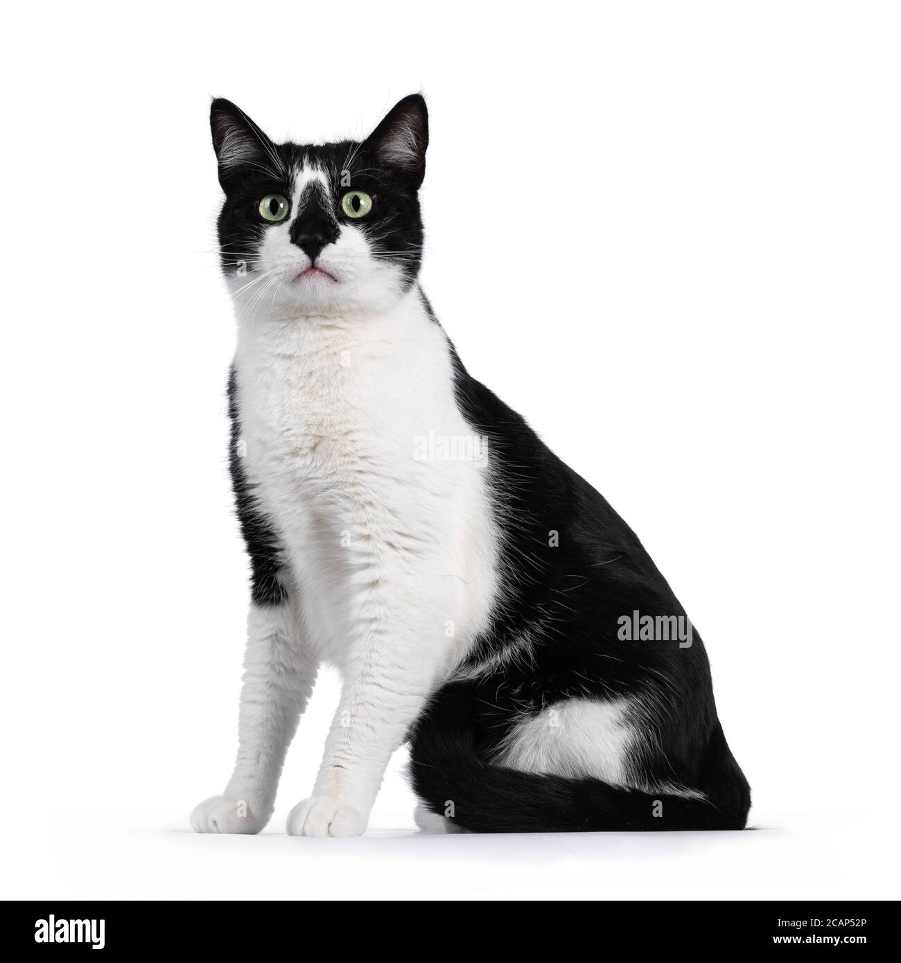 High nose cat Cut Out Stock Images & Pictures - Alamy