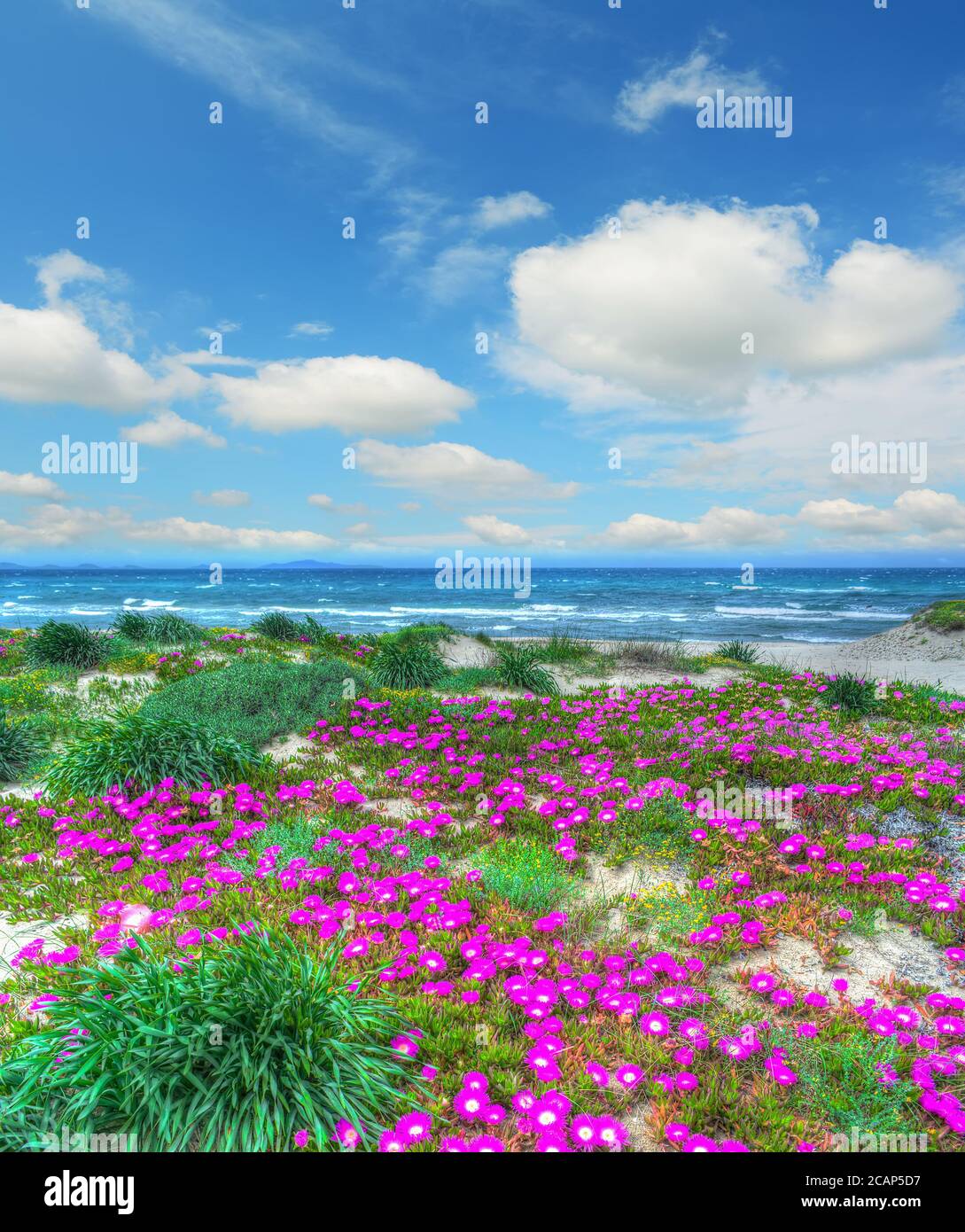 pink flowers by Platamona shoreline. Shot in Sardinia, Italy Stock ...