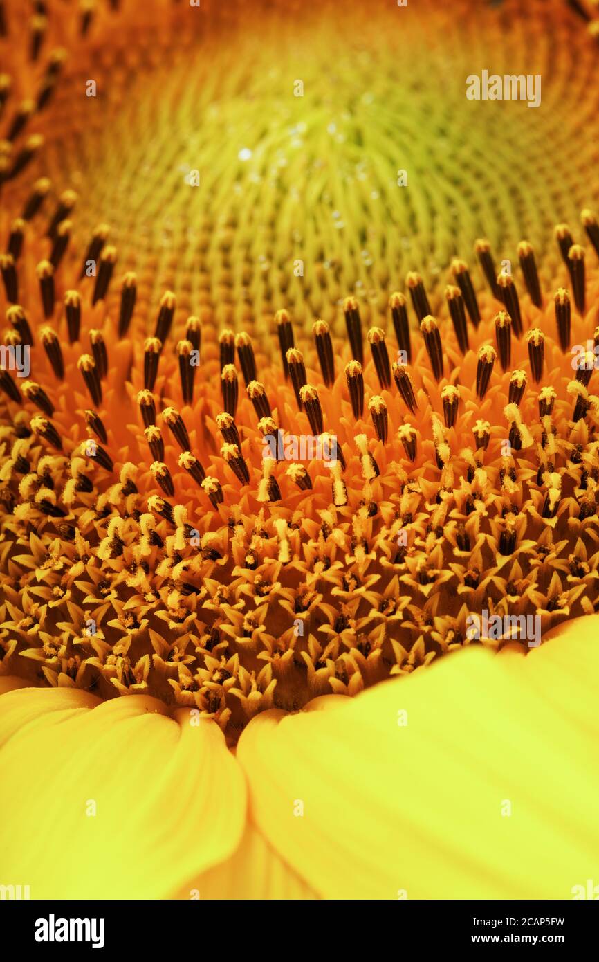 Sunflower petals in close-up as patterns and full-screen textures as ...