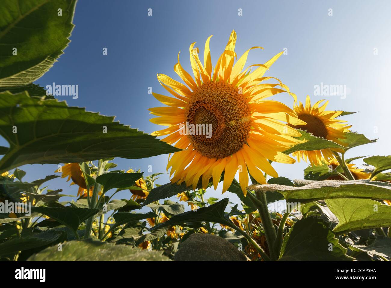 Sunflower close-up in the field, on a Sunny day Stock Photo - Alamy
