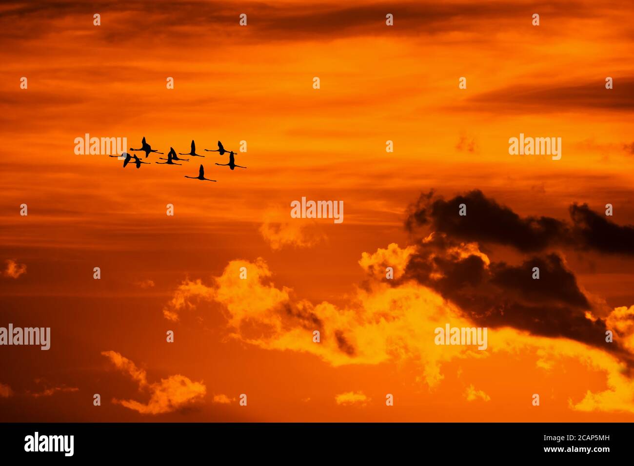 Flock flamingos flying sunset hi-res stock photography and images - Alamy