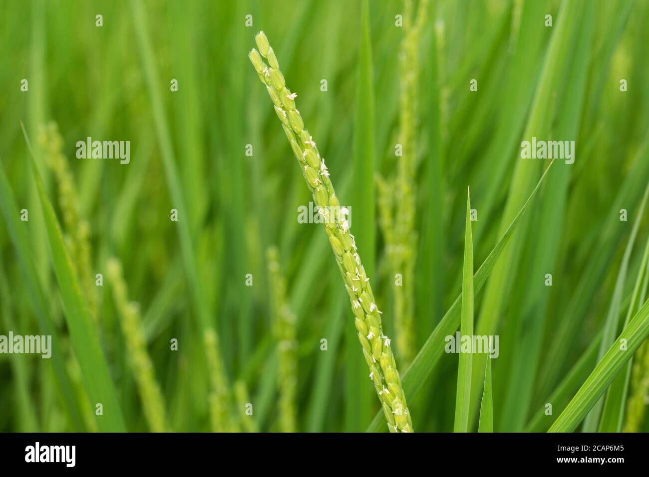 Flower of rice, Isehara City, Kanagawa Prefecture, Japan Stock Photo ...