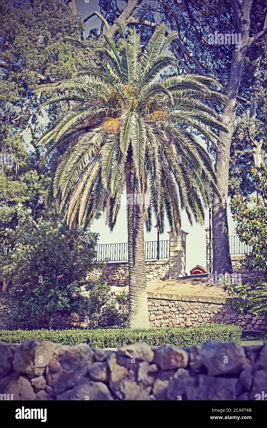 mediterranean palm in the park. Processed for "vintage effect Stock ...