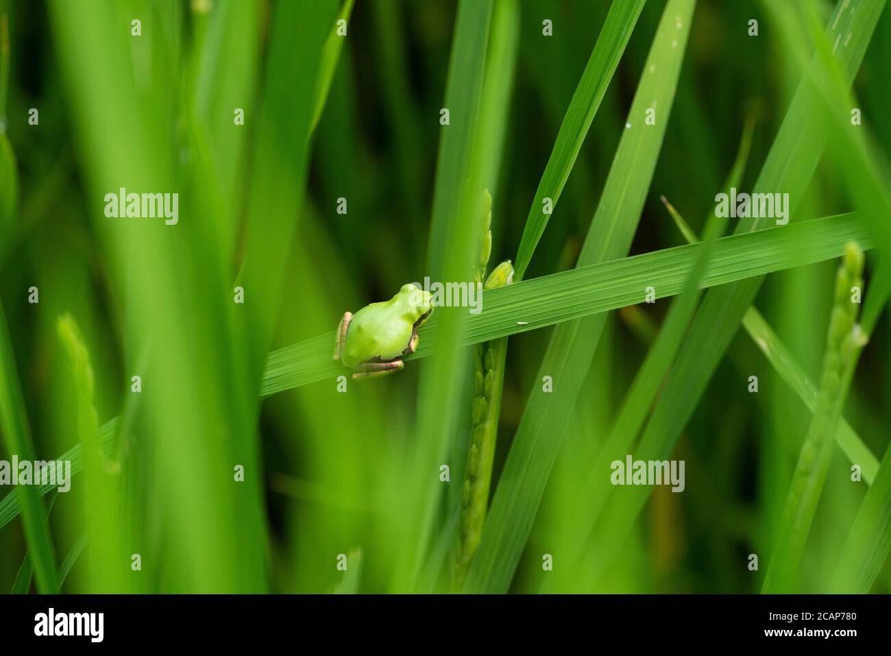 Japanese tree frog (Dryophytes japonicus), on rice leaf, Isehara City ...