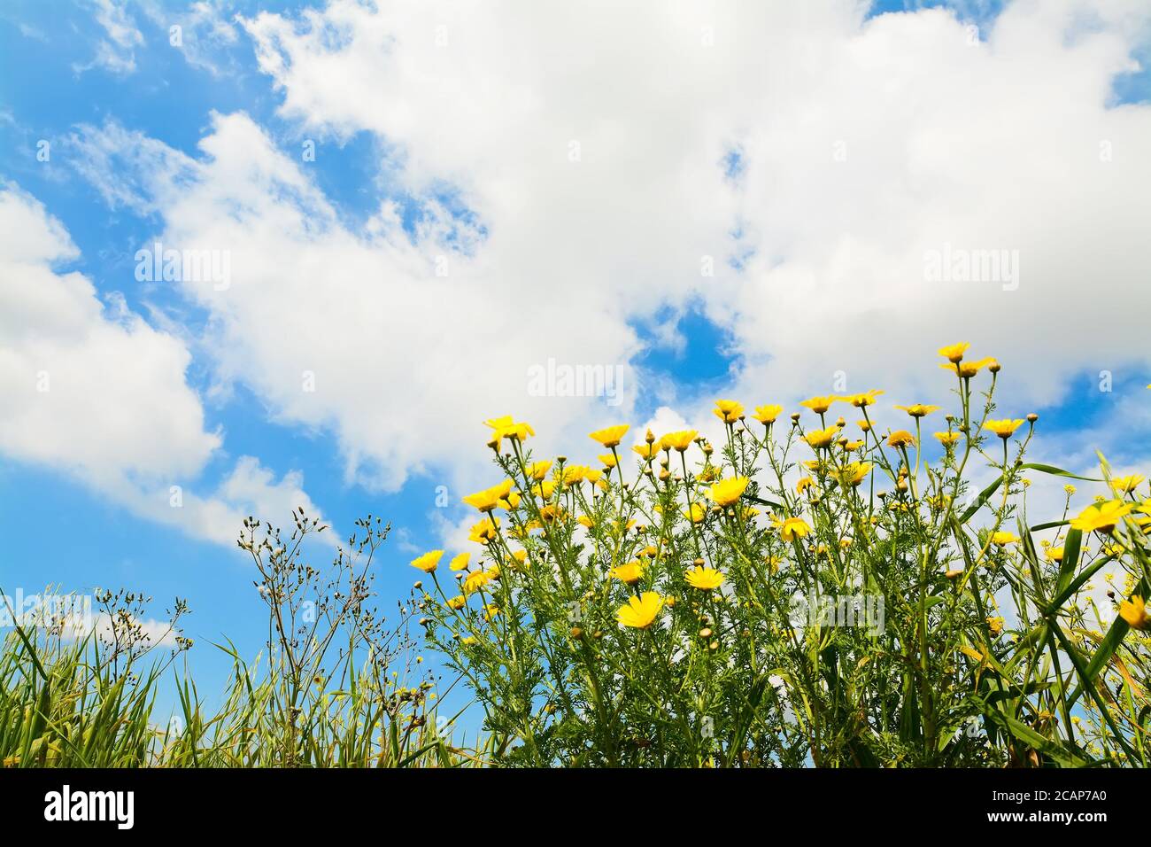 yellow flowers under a cloudy sky on a spring day Stock Photo - Alamy