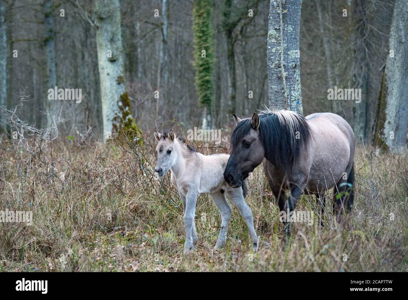 Faune hi-res stock photography and images - Alamy