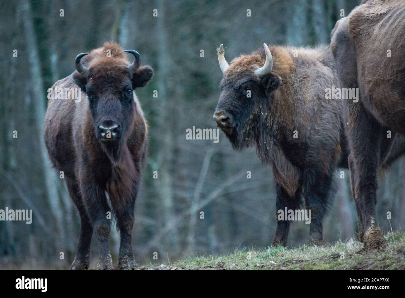 Faune de bison hi-res stock photography and images - Alamy