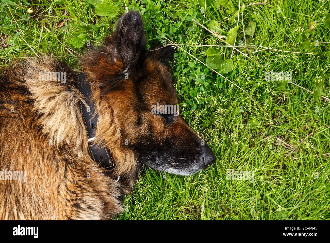 German shepherd dog sleeping hi-res stock photography and images - Alamy