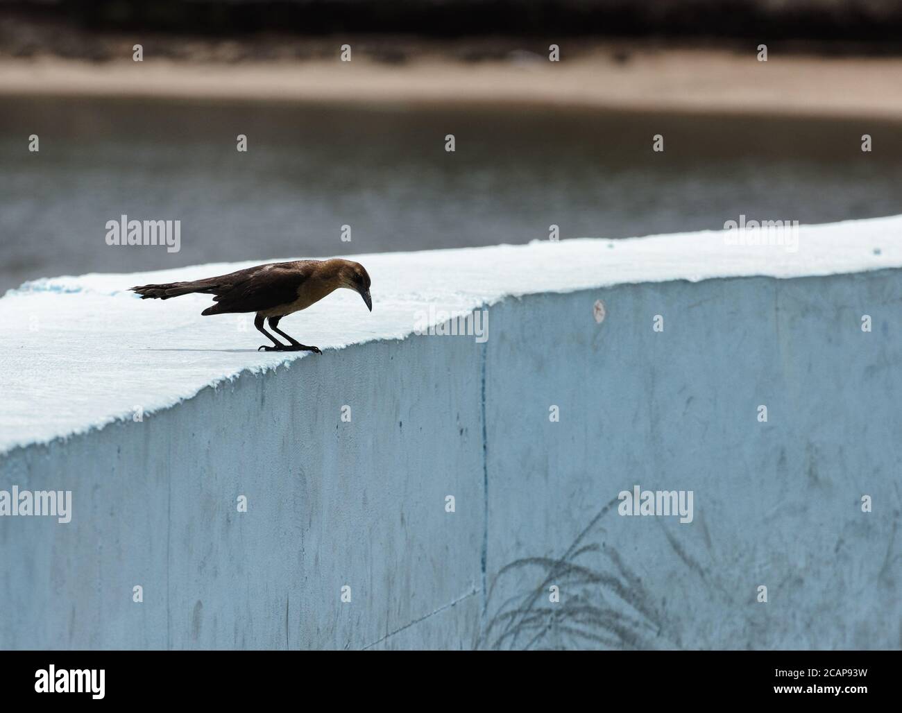 Brown bird peering over a ledge for food Stock Photo - Alamy