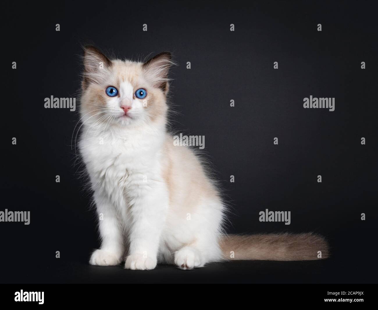 Black Ragdoll Cat Blue Eyes