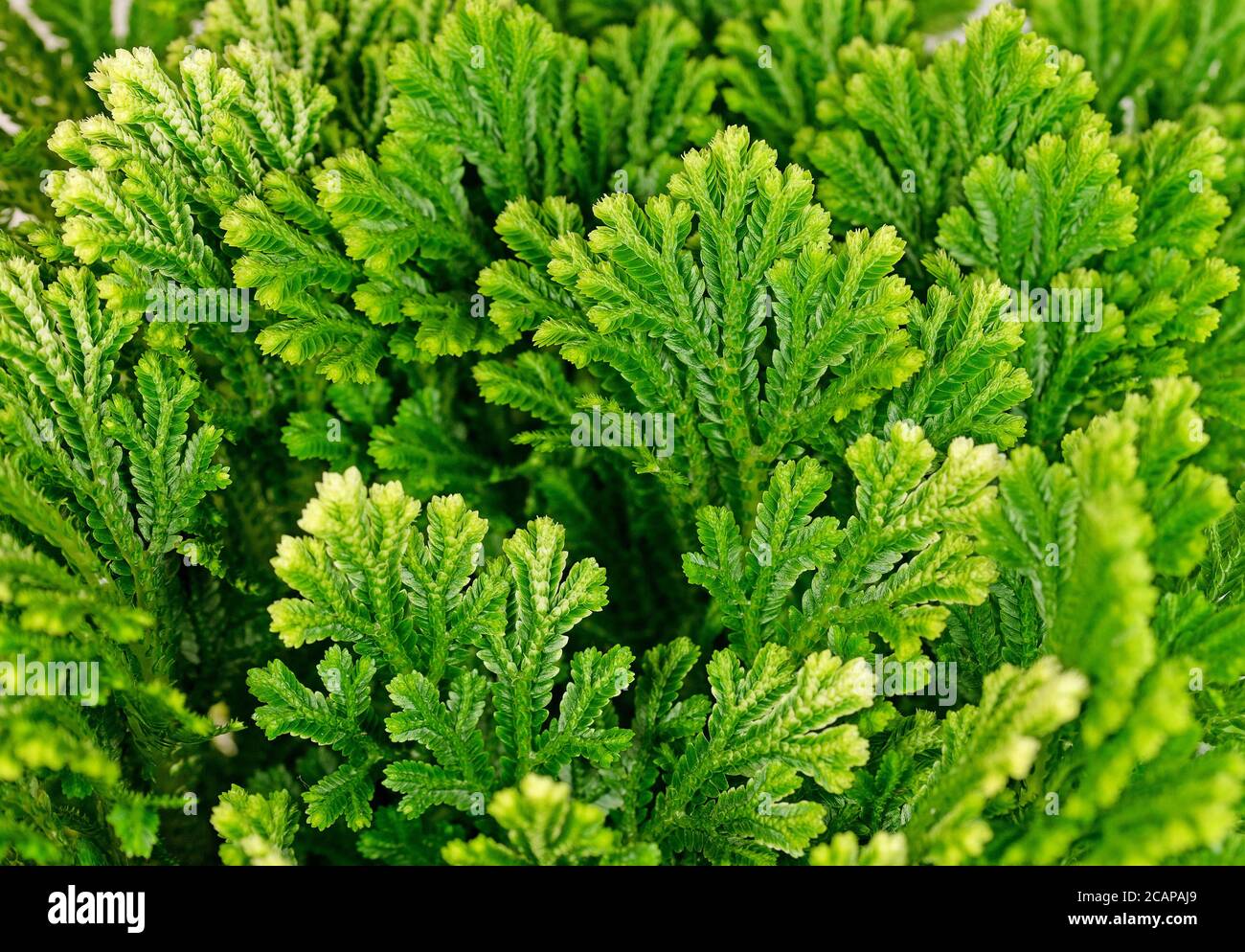 Moss fern, Selaginella martensii, close-up Stock Photo - Alamy