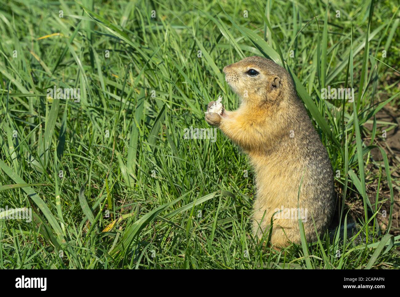 hungry gopher eats food in a clearing on a summer day Stock Photo - Alamy
