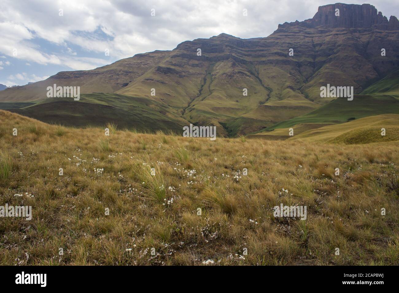 An Afromontane Grassland with white wildflowers with Cathkin Peak in ...