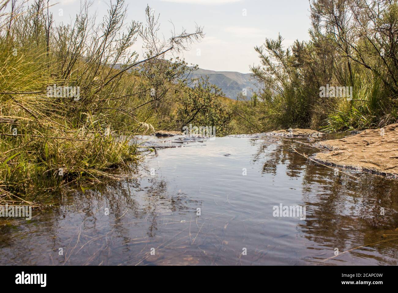 Afro alpine vegetation hi-res stock photography and images - Alamy