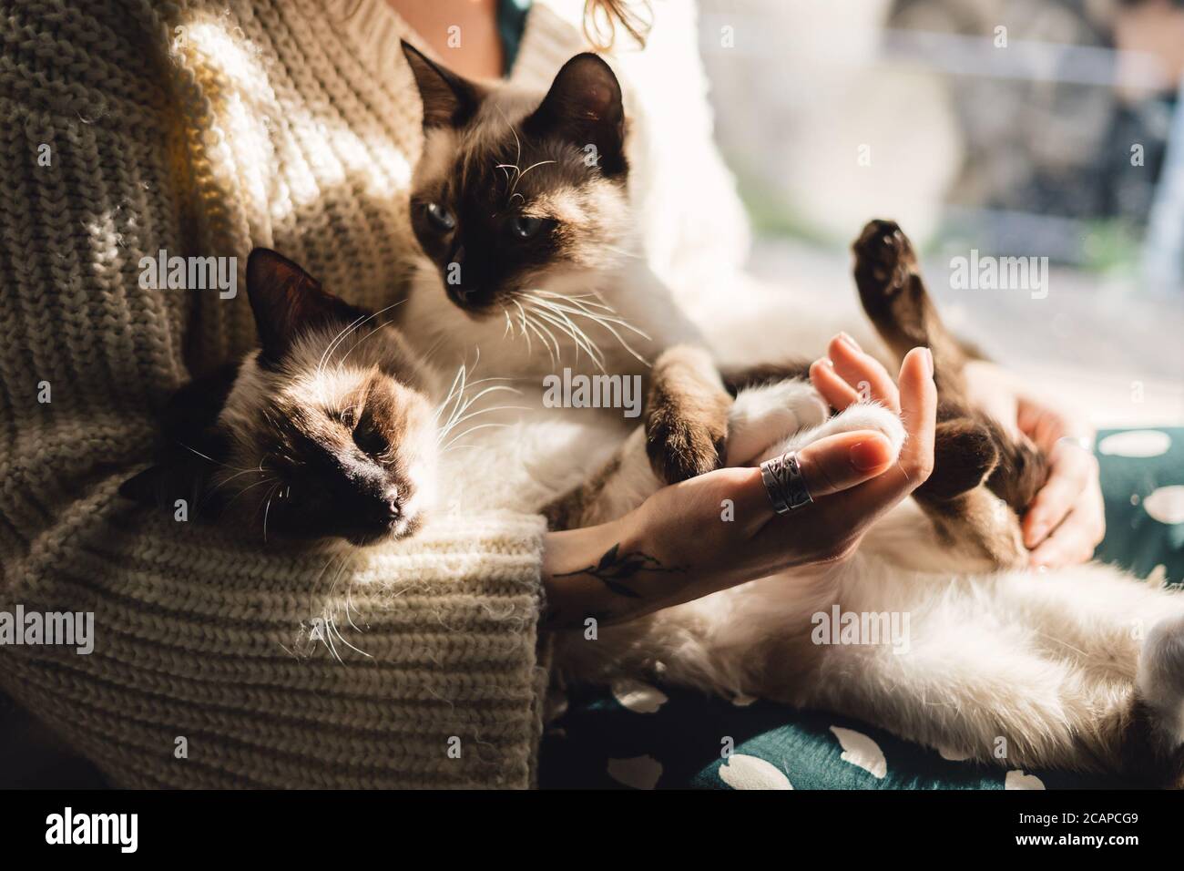 Sweet friendship between human and cat. Cat paws in woman's hand with ...