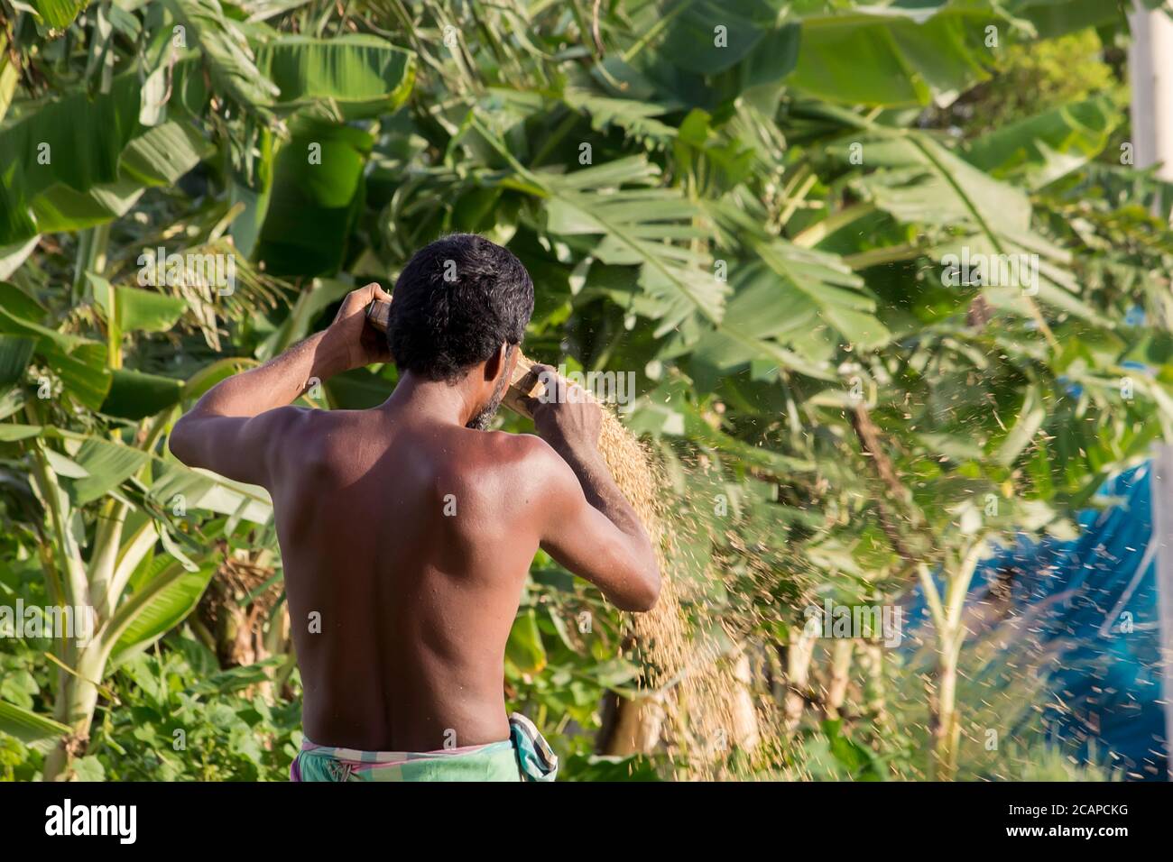 traditional farmer harvesting rice. The farmer standing and sifting ...