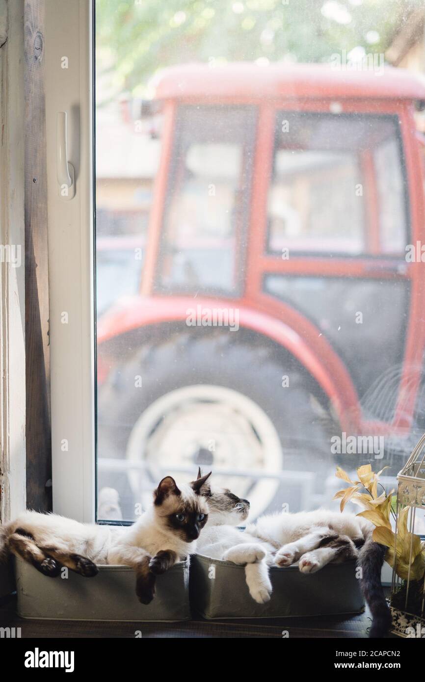 Two Lovely Siamese cats enjoy the sun while lying near the window in ...
