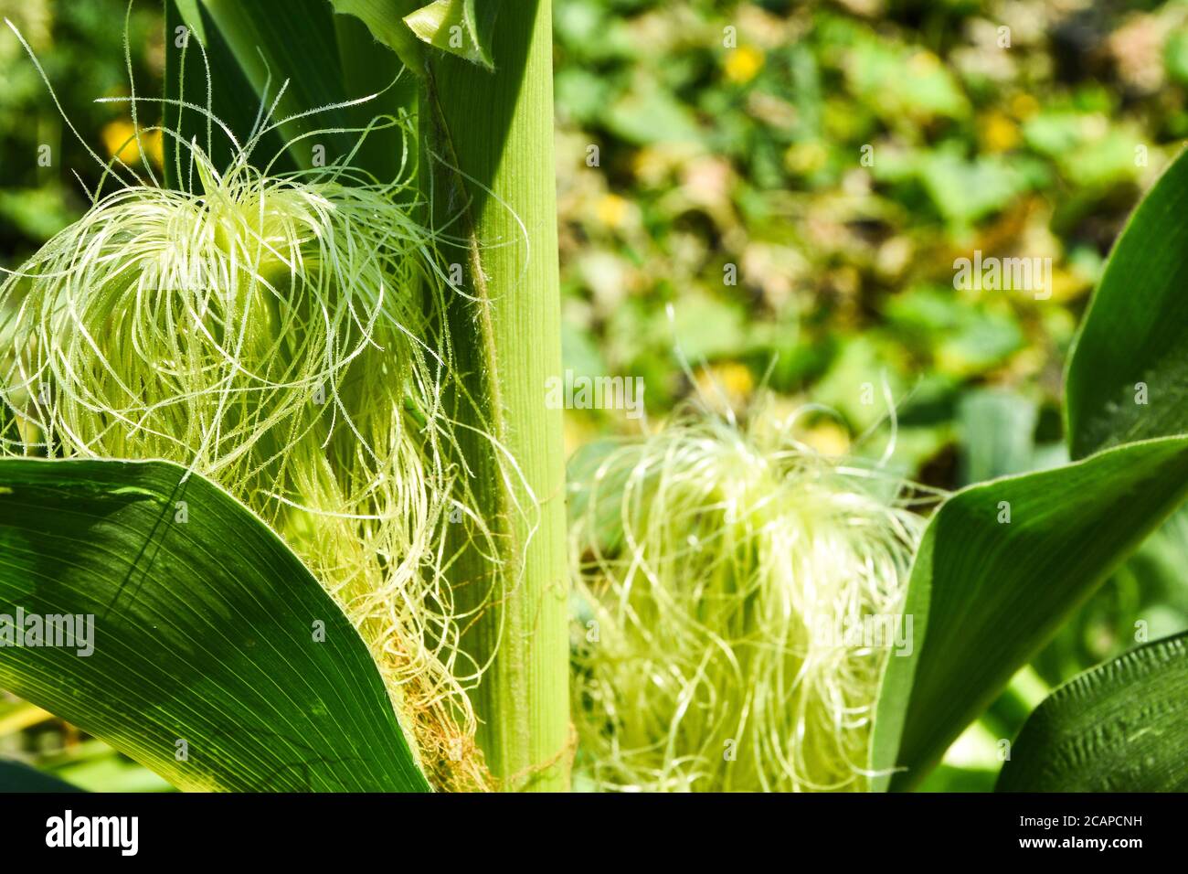 Detail of corn silk. Young maize field, Corn field in early morning ...