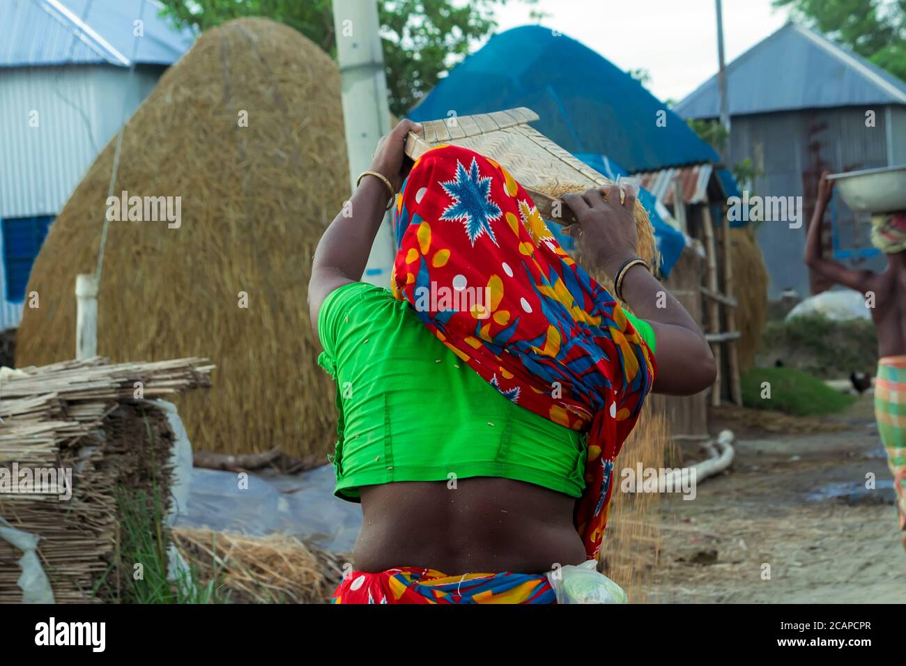 traditional farmer harvesting rice. The farmer standing and sifting ...