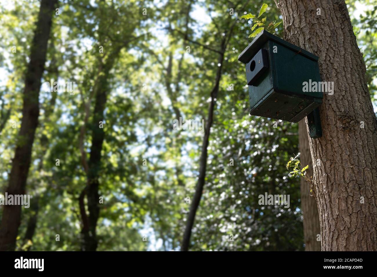 Wooden bird nest box or birdhouse on the trunk of a tree in a forest ...