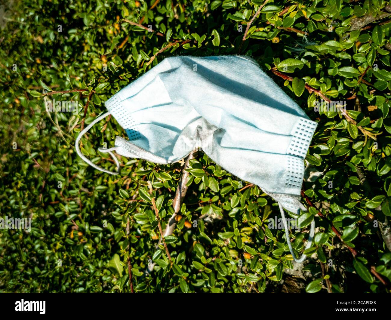 Surgical masks in the nature. Hanging on a tree. Corona virus pollution ...