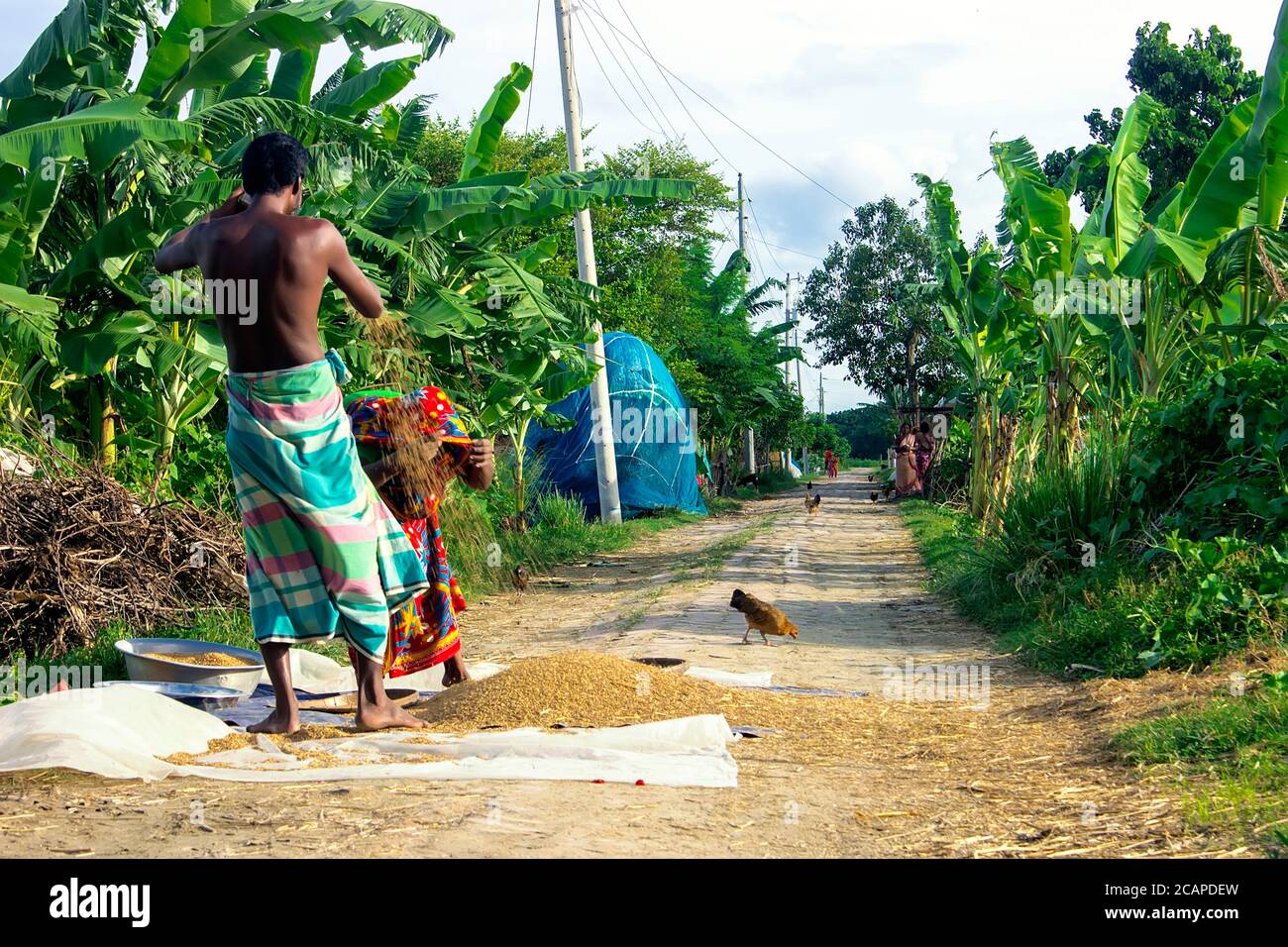 Village farmer harvesting Rice Plants Stock Photo - Alamy