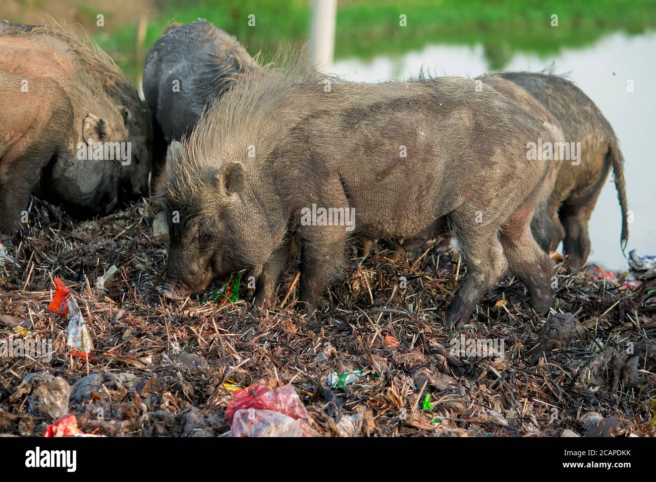 Dirty pig hi-res stock photography and images - Alamy