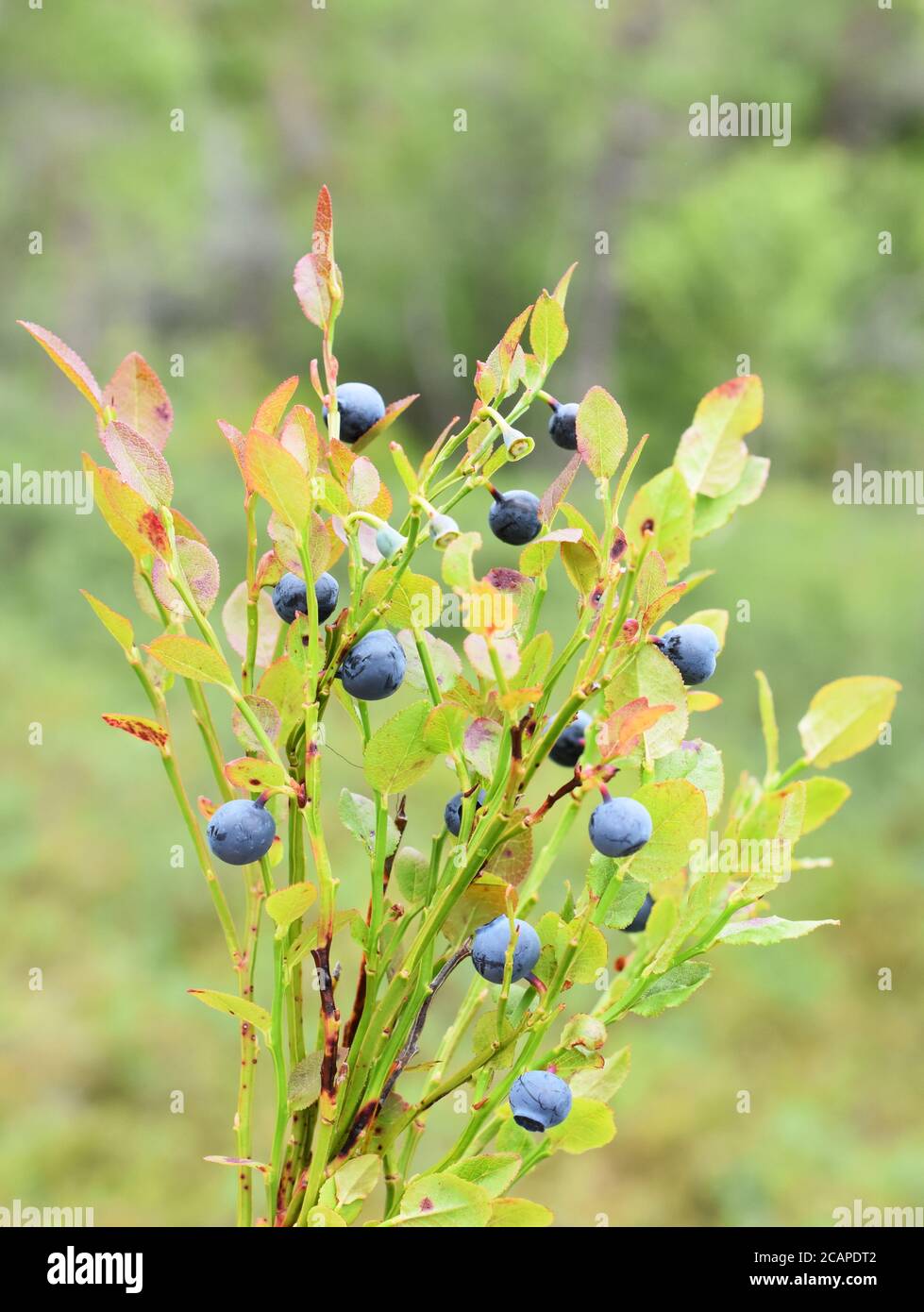 Wild blueberry bush hi-res stock photography and images - Alamy