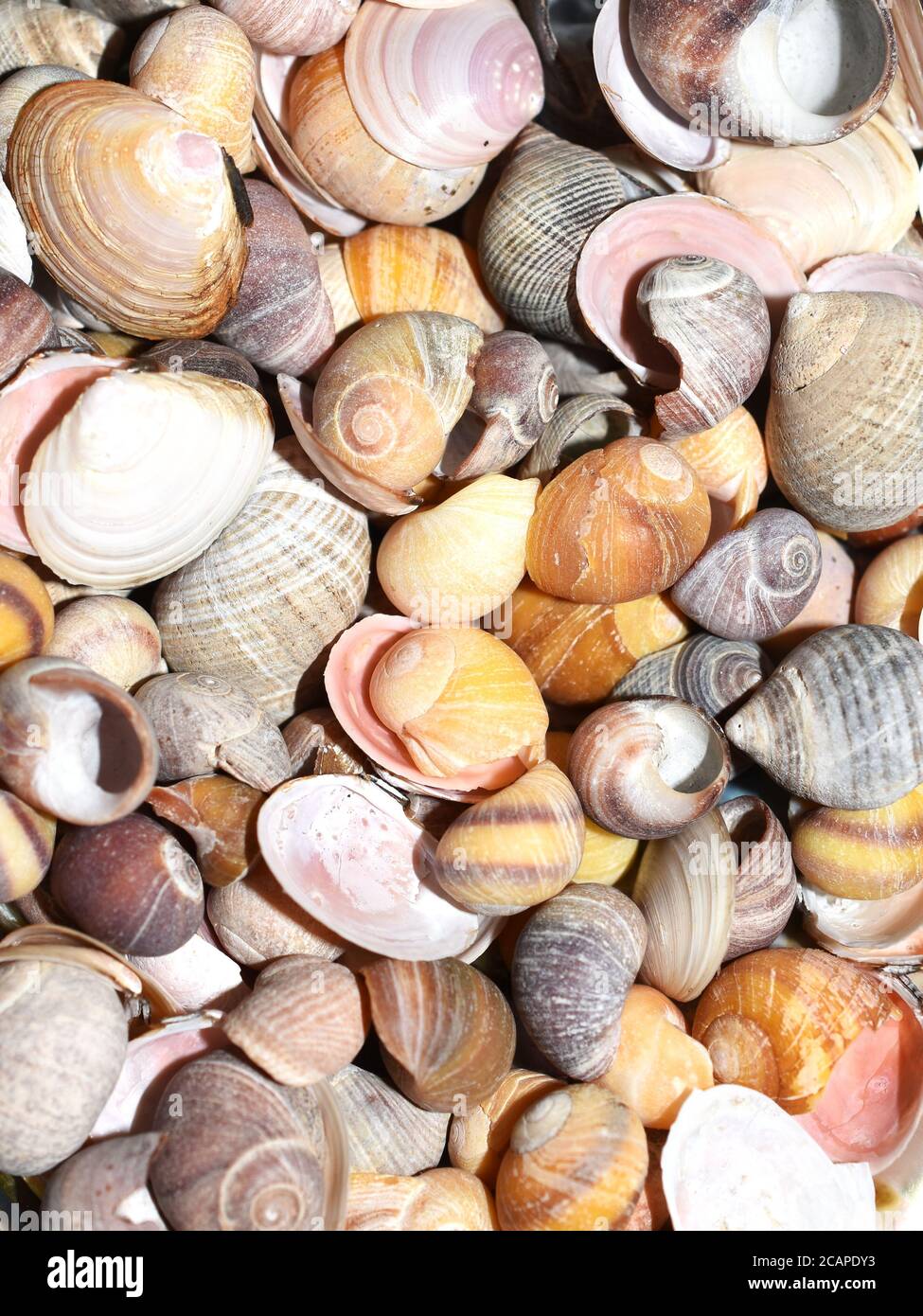Clam shell variety hi-res stock photography and images - Alamy