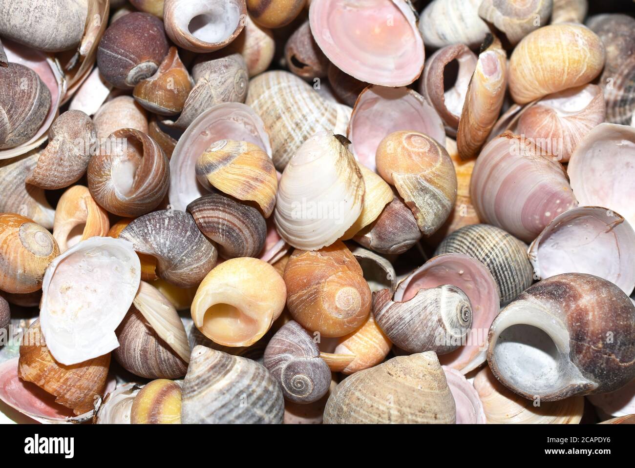 Clam shell variety hi-res stock photography and images - Alamy