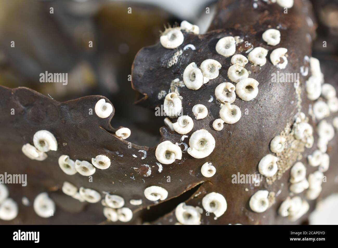 Spirorbis worm white coiled spiral shells on seaweed plant Stock Photo ...