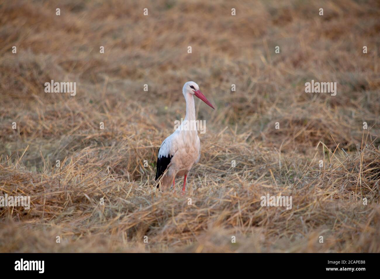 Polish stork hi-res stock photography and images - Alamy