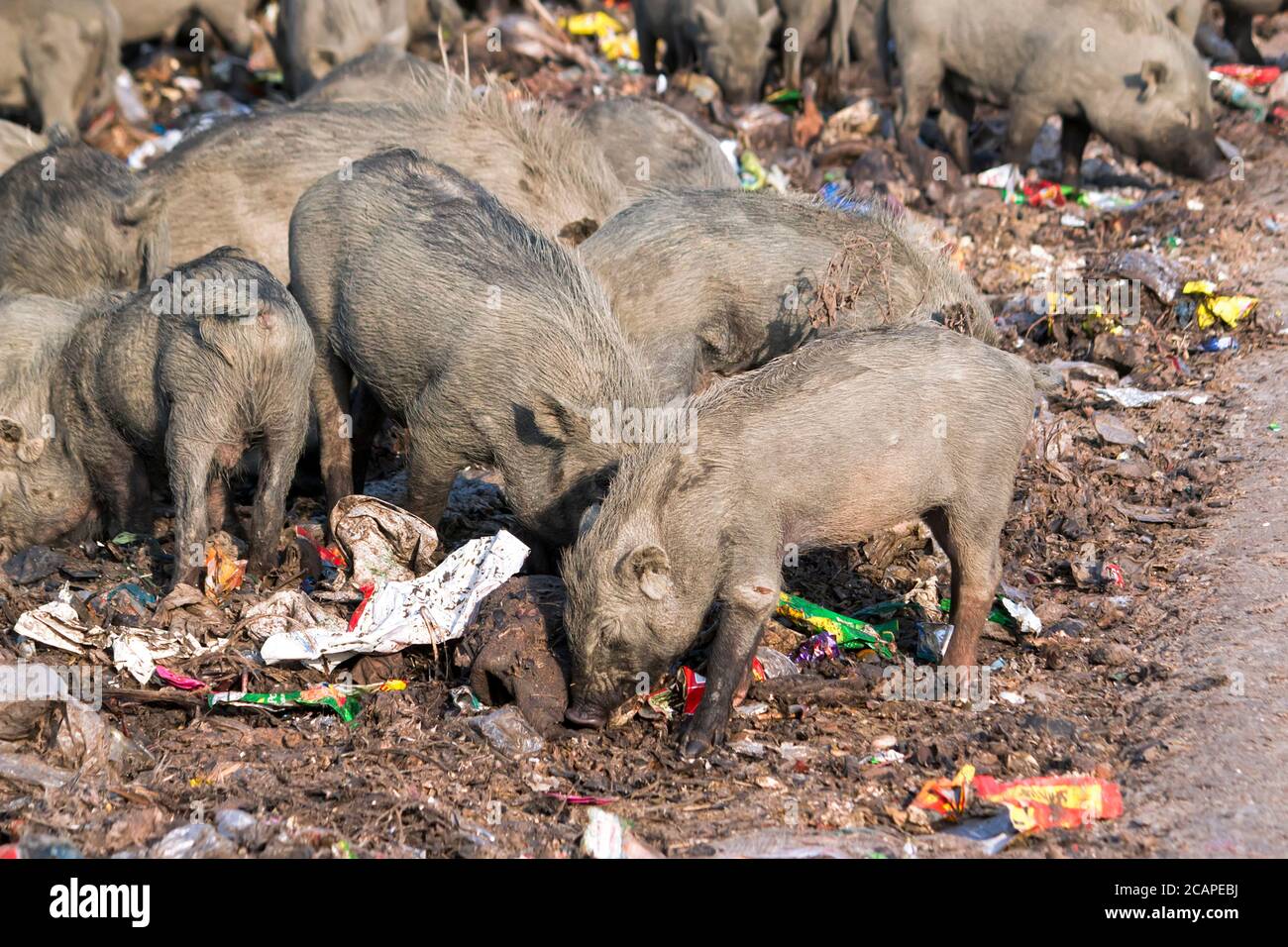 Muddy pigs hi-res stock photography and images - Alamy
