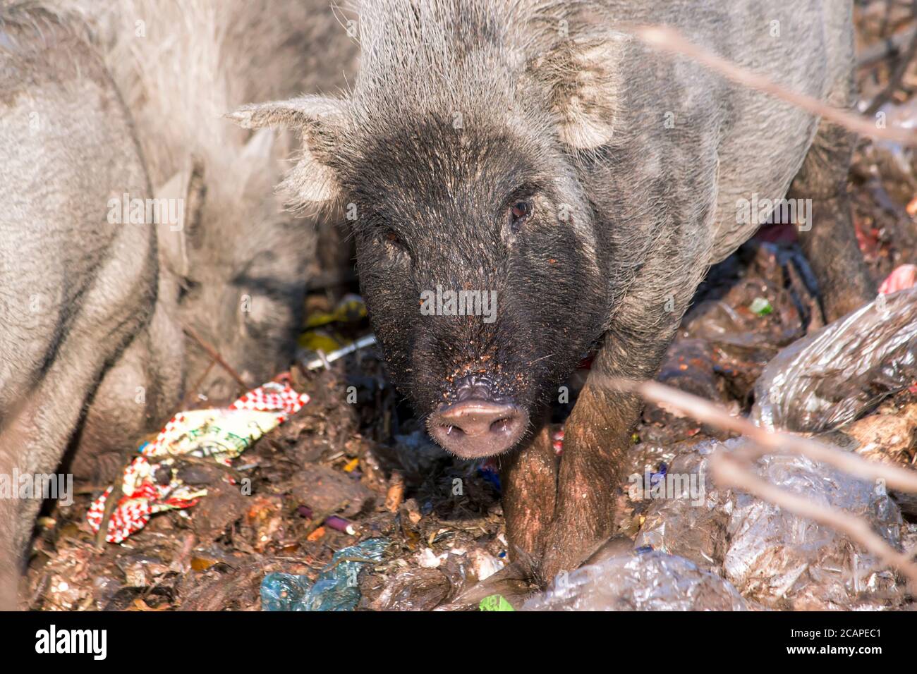 Muddy pigs hi-res stock photography and images - Alamy