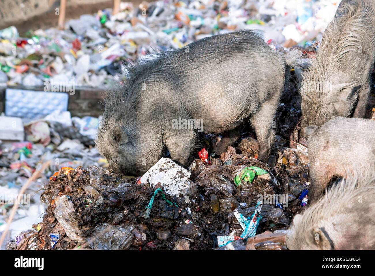 Pigs in mud hi-res stock photography and images - Alamy