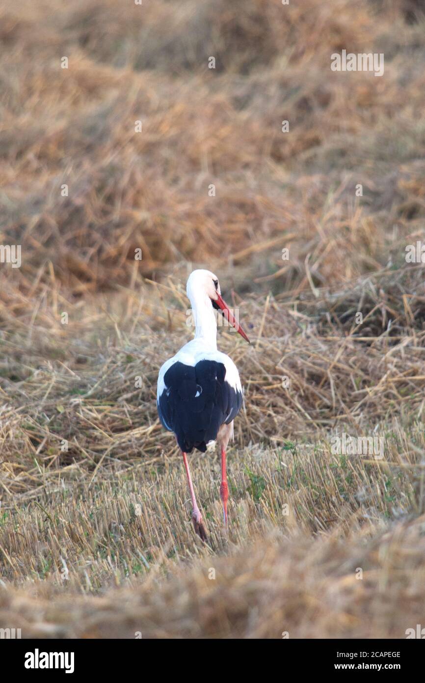 A White Stork in Poland Stock Photo - Alamy