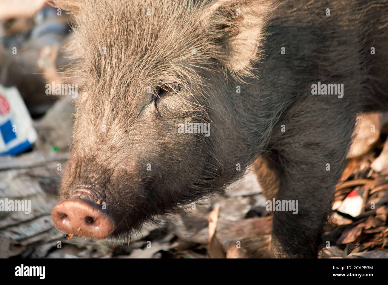 Pigs in mud hi-res stock photography and images - Alamy