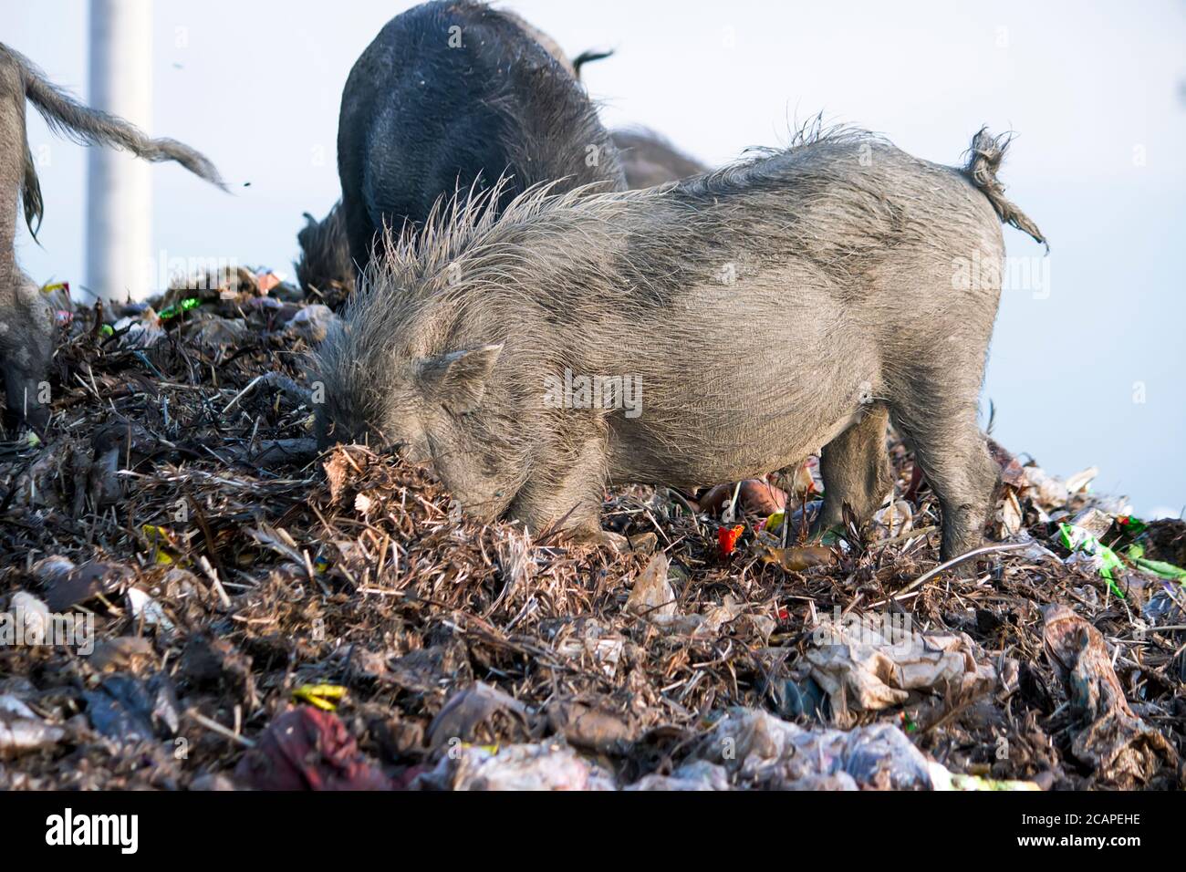 The muddy pigs is in a dirty place Stock Photo - Alamy