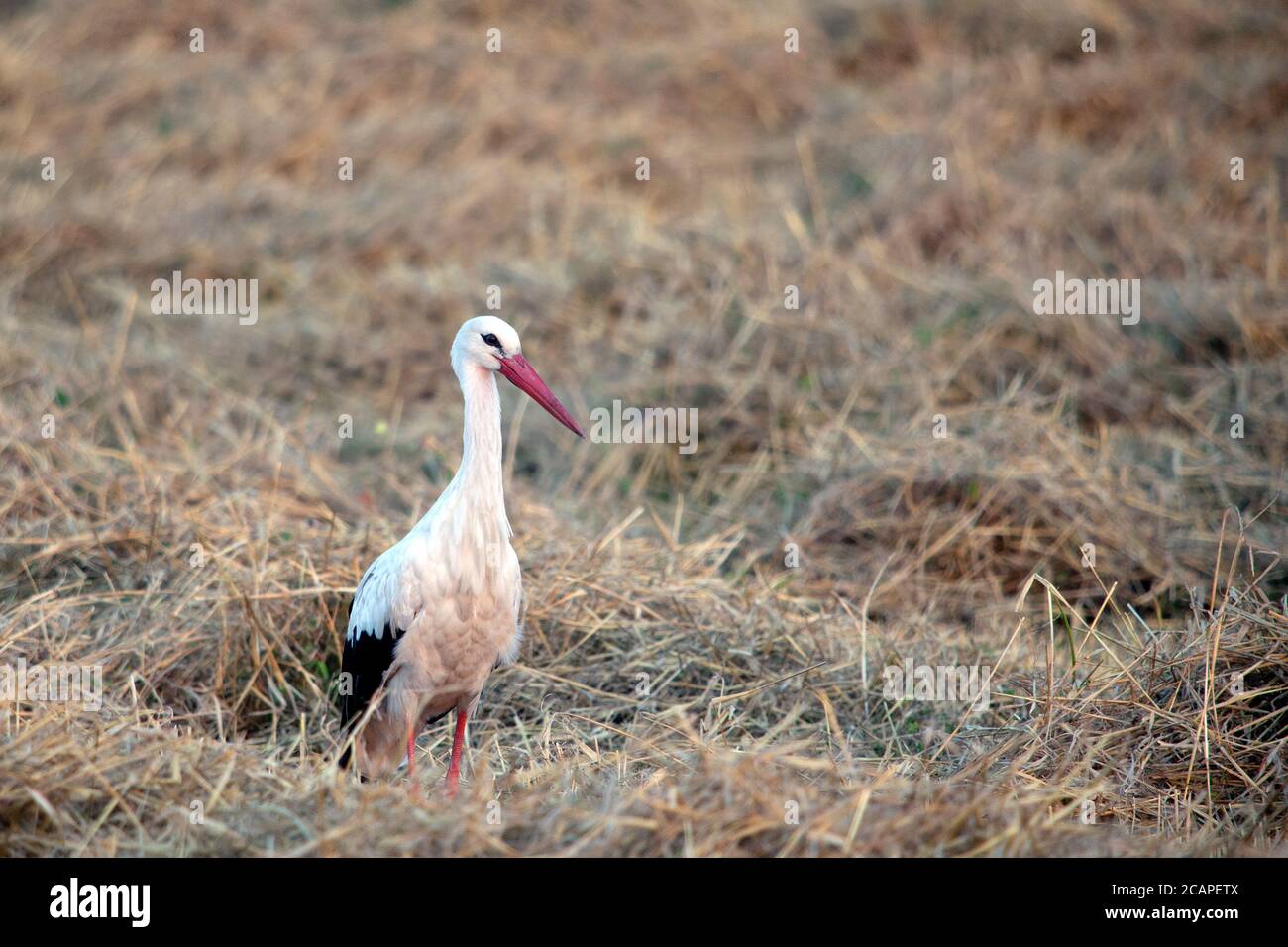 Polish stork hi-res stock photography and images - Alamy