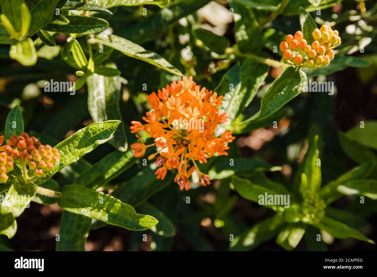 Colorful butterfly landscape hi-res stock photography and images - Alamy