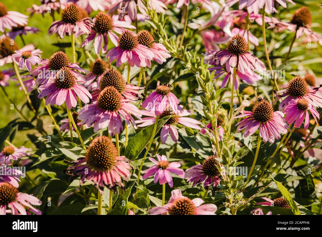 large group of coneflower in early dawn light Stock Photo - Alamy