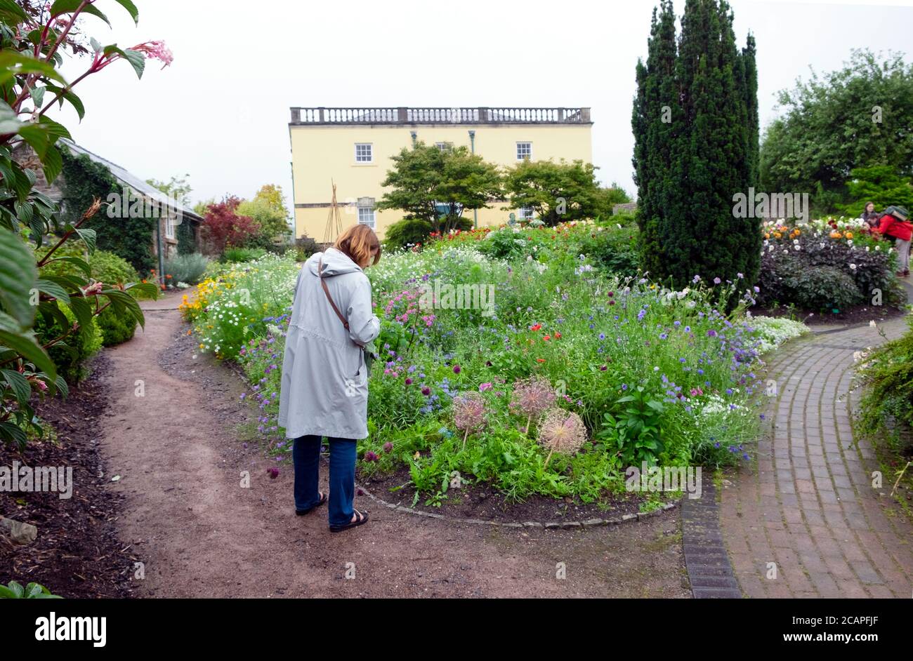 Alliums in mixed borders hi-res stock photography and images - Alamy