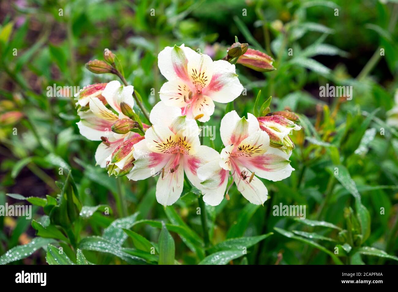 Alstroemerias blushing bride hi-res stock photography and images - Alamy