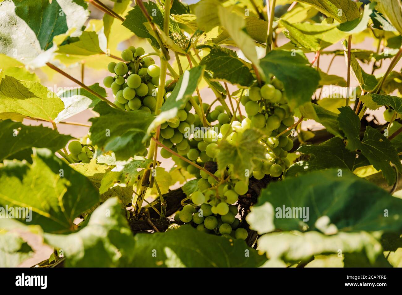 Early growth grapes hi-res stock photography and images - Alamy