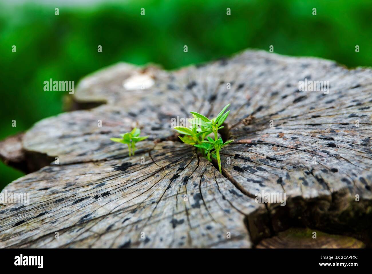 Old decayed tree hi-res stock photography and images - Alamy