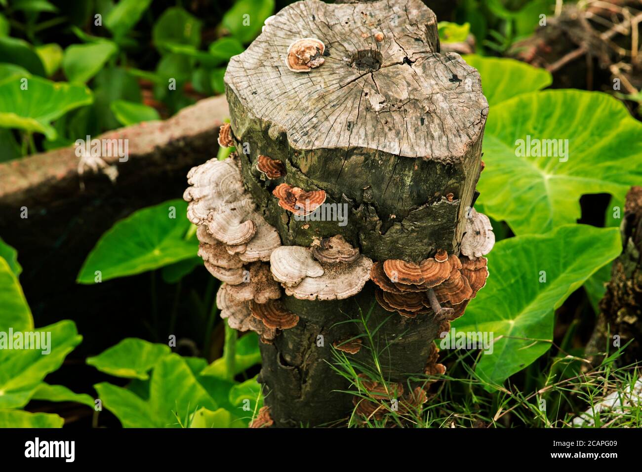 Punky wood hi-res stock photography and images - Alamy