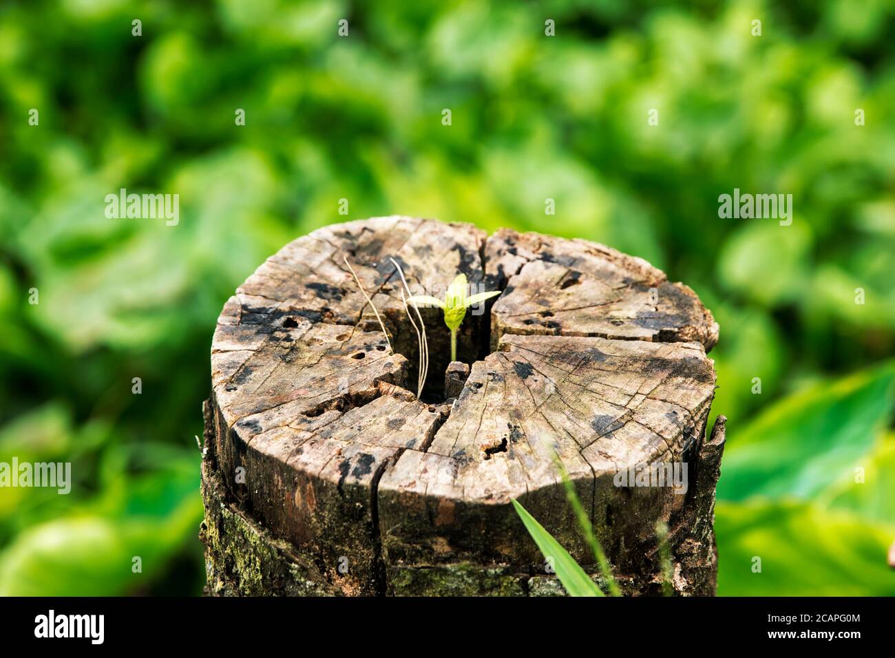 Rotten weather hi-res stock photography and images - Alamy