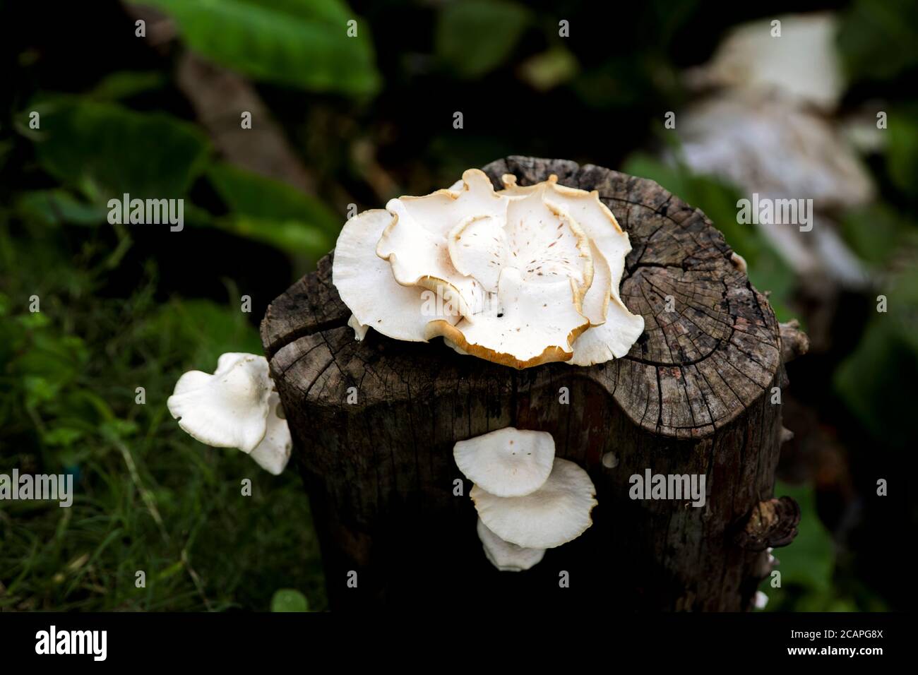 Mushrooms or fungus on a old rotten wood Stock Photo - Alamy