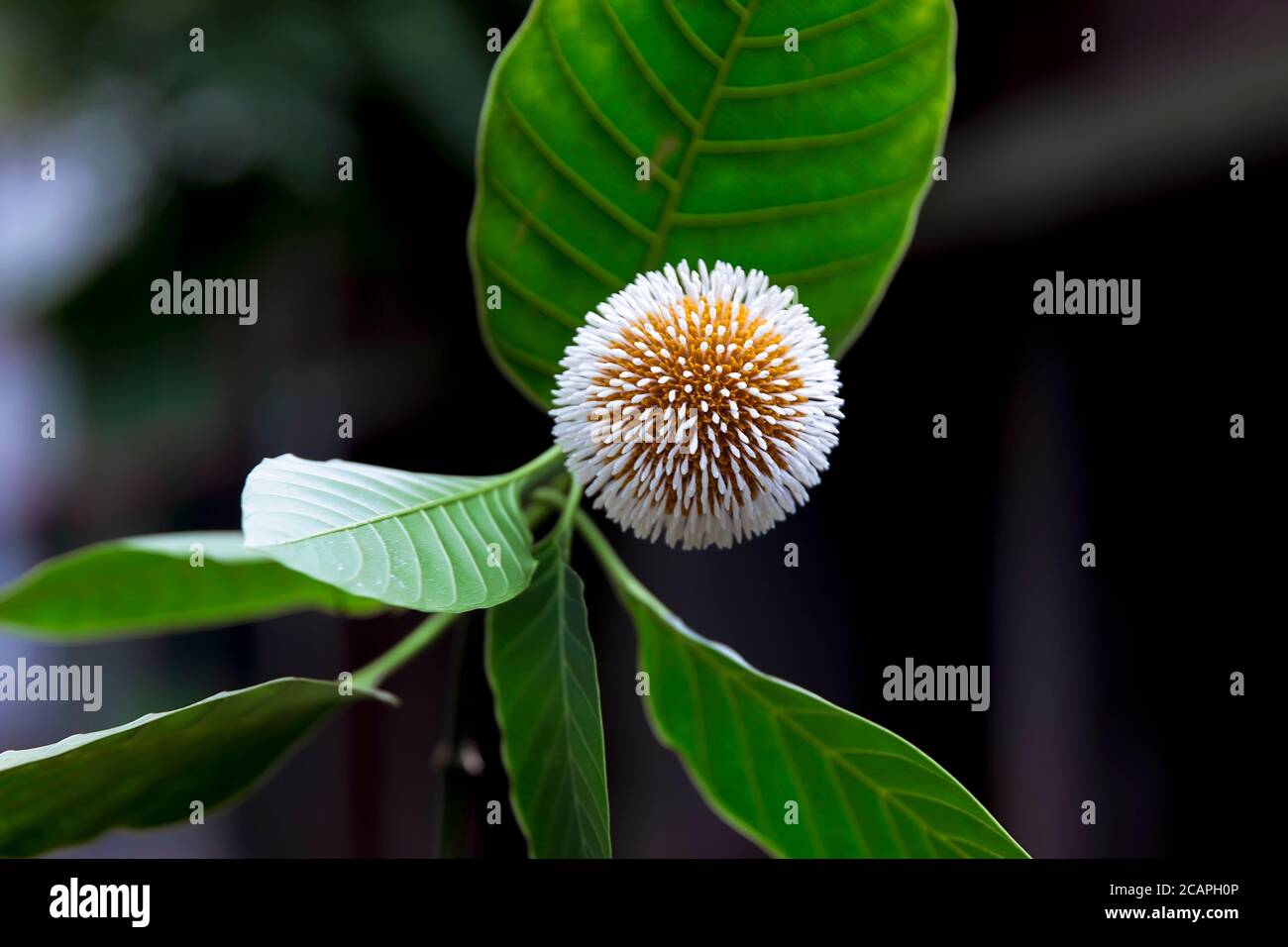 Kodom flower hi-res stock photography and images - Alamy
